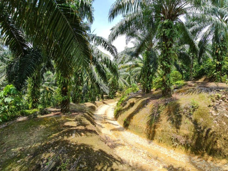 Kuala Kubu Bharu – 107 acres Freehold Oil Palm Land with water source ...