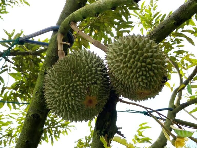 Durian - Musang King Orchard, Mixed Durian Farm | Land for Sale in Malaysia