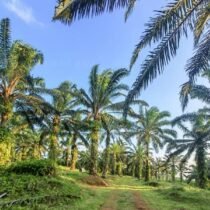 Kuala Kabong, Kulai – 6.9 acres Freehold Oil Palm Land 古来,柔佛 – 6.9 ...