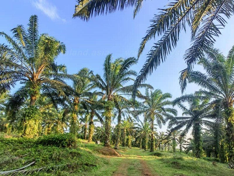 Kuala Kabong, Kulai – 6.9 acres Freehold Oil Palm Land 古来,柔佛 – 6.9 ...